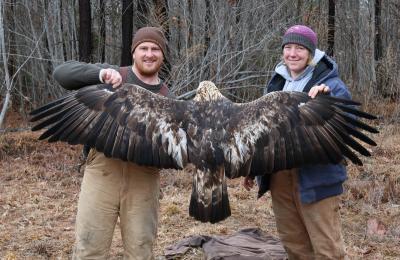 Migratory patterns of Eastern golden eagle population revealed ...