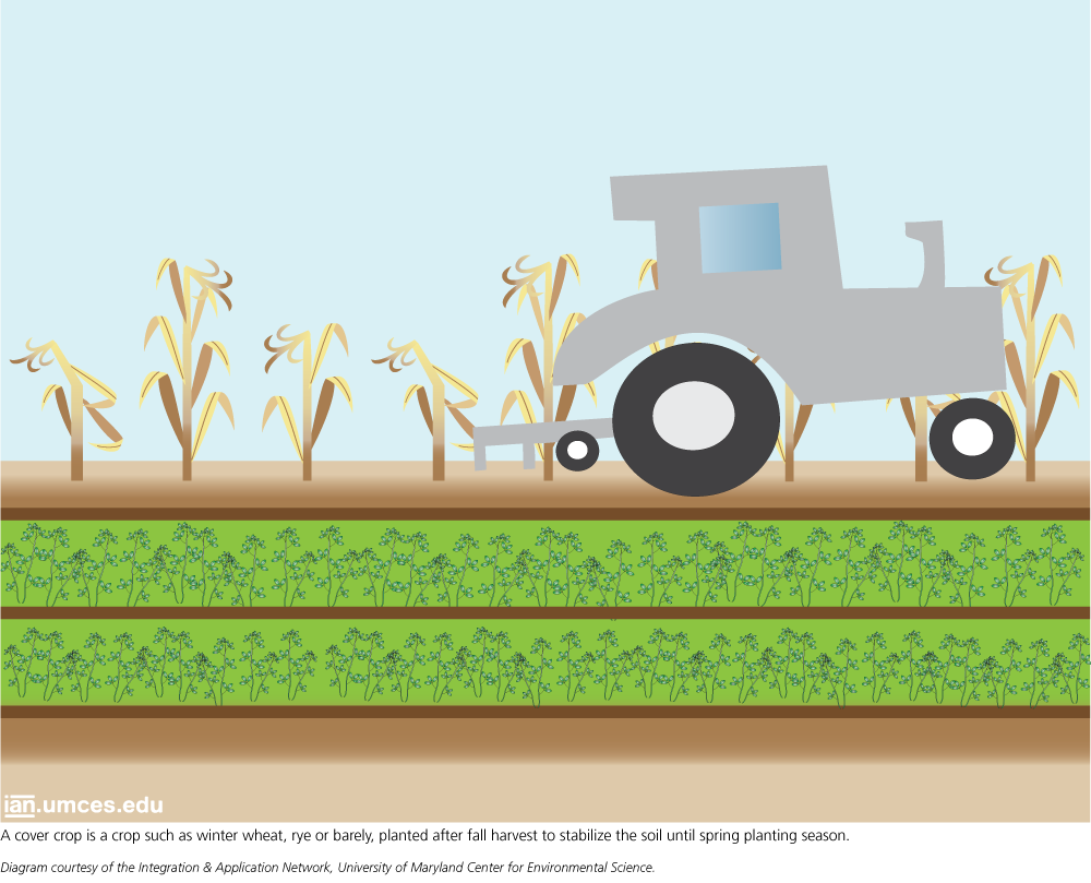 Cover Crops as a Key Watershed Stewardship Behavior | University of ...