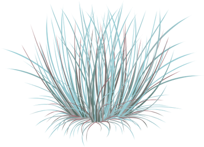 Schizachyrium scoparium (Little Bluestem) | University of Maryland ...