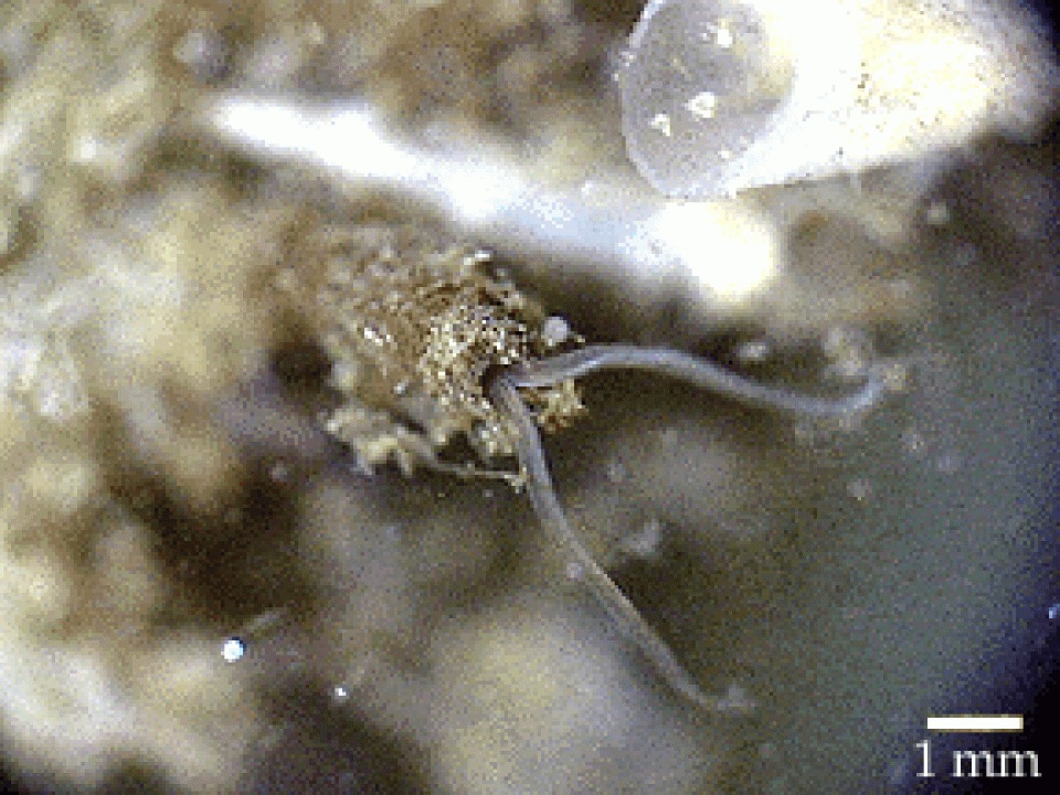 Summer on the Harbor | University of Maryland Center for Environmental ...