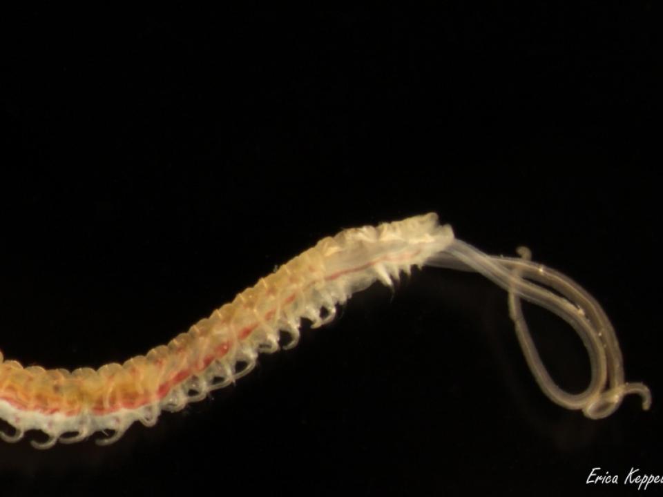 Summer on the Harbor | University of Maryland Center for Environmental ...