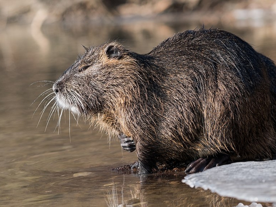 Case Studies | University of Maryland Center for Environmental Science