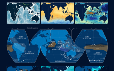 The life of an oyster: Spawning | University of Maryland Center for ...