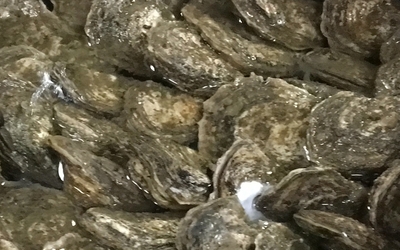 The life of an oyster: Spawning | University of Maryland Center for ...