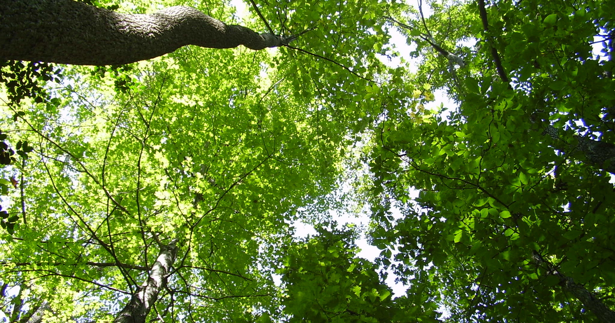 Warming climate triggers changes in forests | University of Maryland ...