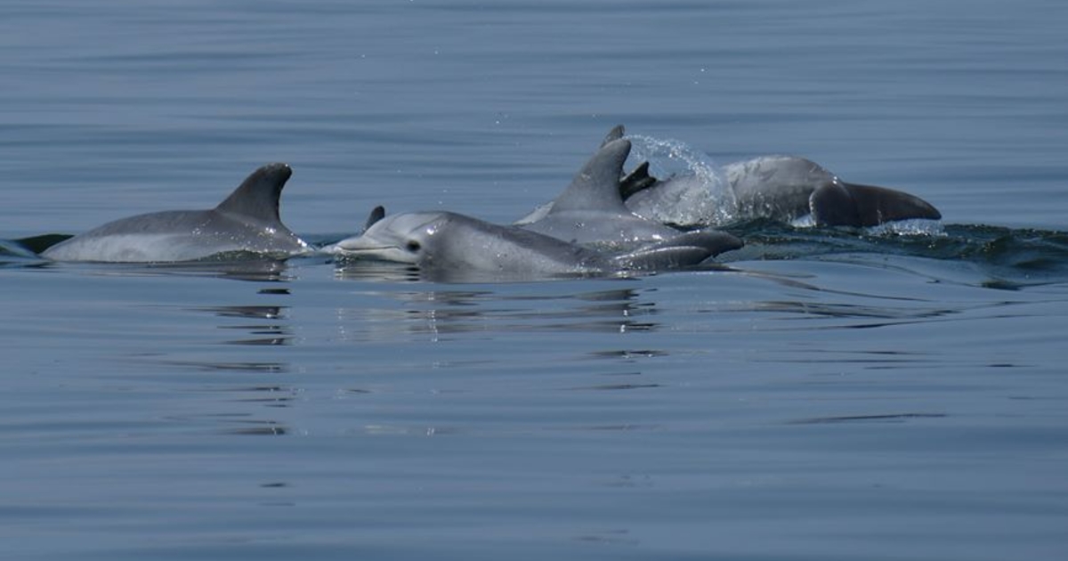 DolphinWatch | University of Maryland Center for Environmental Science