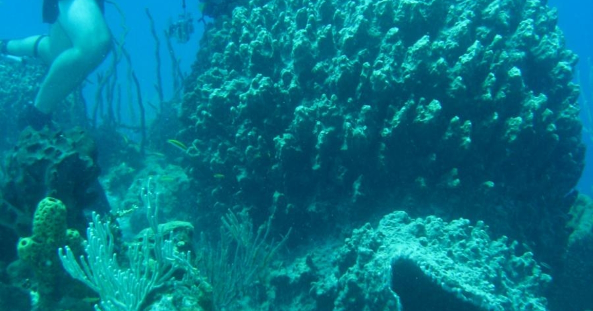 New study finds that bacteria on marine sponges can develop capacity to ...