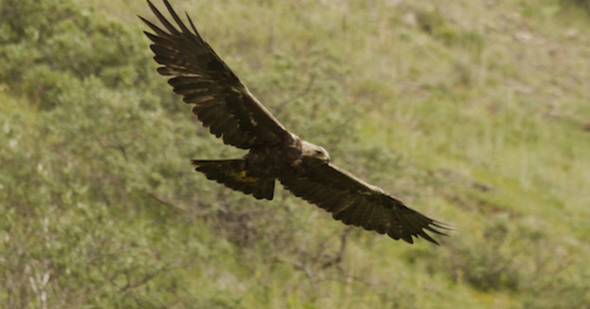 Migratory patterns of Eastern golden eagle population revealed ...
