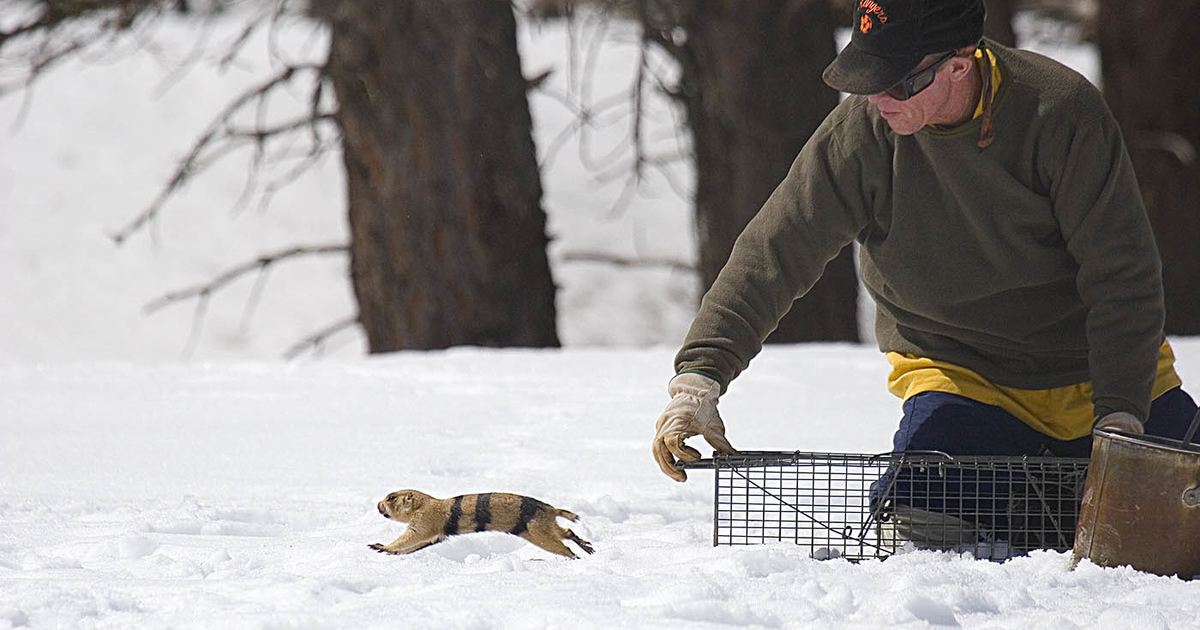 animals that practice polyandry