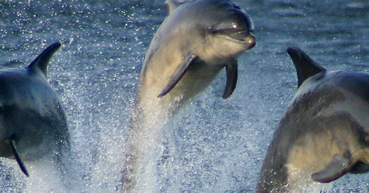 DolphinWatch | University of Maryland Center for Environmental Science
