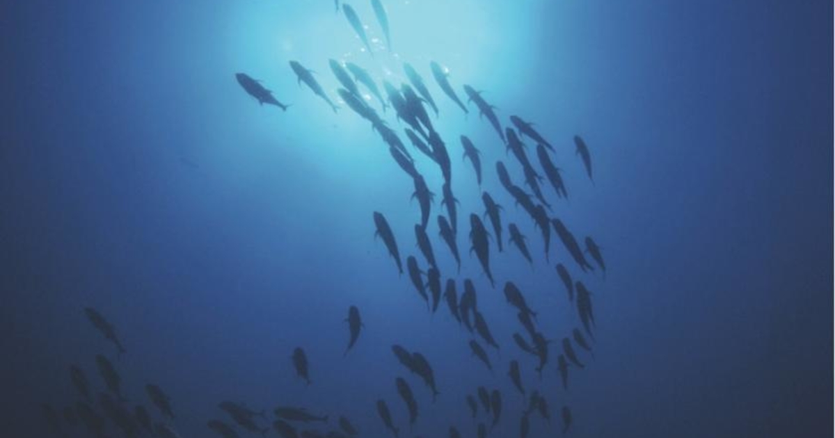 The secret lives of fish revealed by the digital age | University of ...