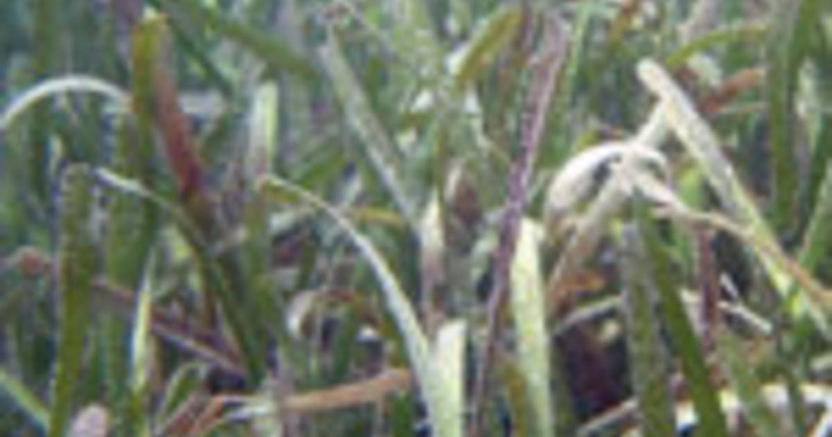 Underwater grass comeback bodes well for Chesapeake | University of ...