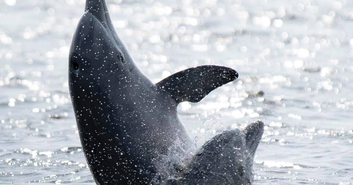 Are you ready to Watch Dolphins? | University of Maryland Center for ...