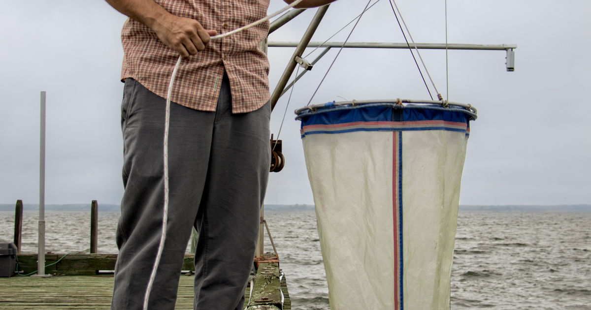 Science Bytes: The role of plankton in understanding climate change ...