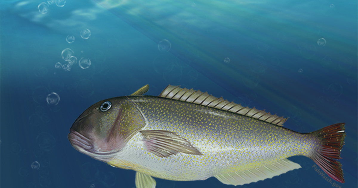 S4C Webinar - Climate Impacts on Golden Tilefish | University of ...