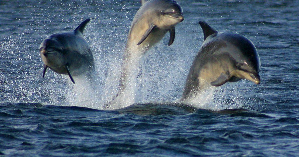 Marine Biologist Working With Dolphins