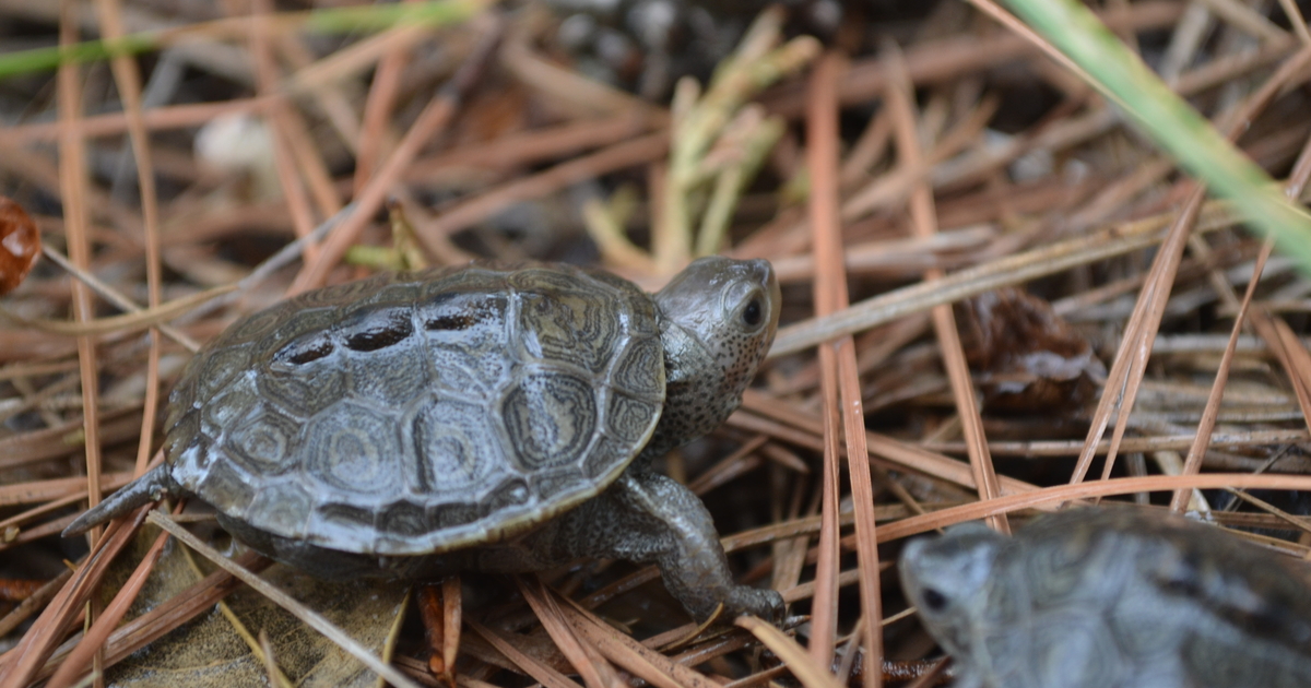 Fear for the turtle? | University of Maryland Center for Environmental ...