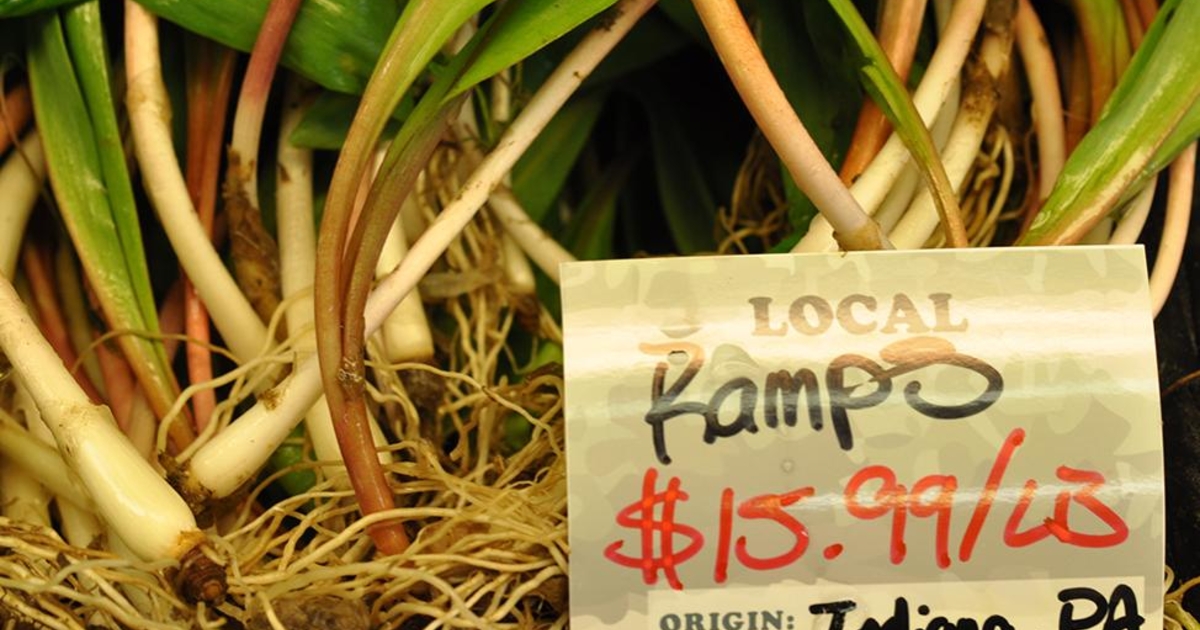 Better habitats for forest farming wild leeks could help future ...