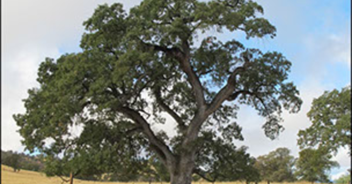 How can long-lived organisms adapt to a changing environment ...