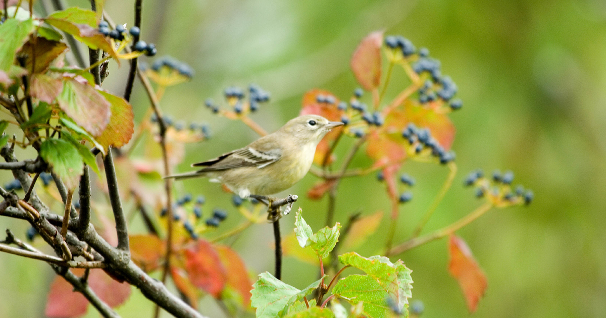 Appalachian Laboratory welcomes Maryland Biodiversity Project for March ...
