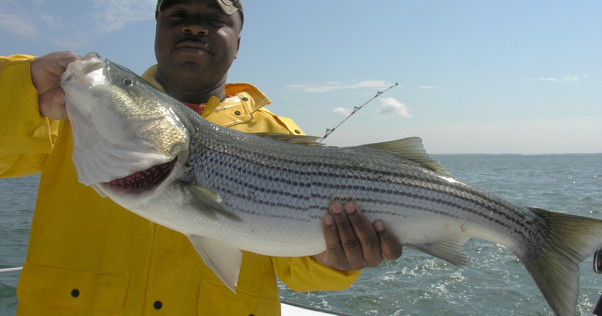 SCIENCE FOR THE COMMUNITY: Striped bass: The most important fish in the ...