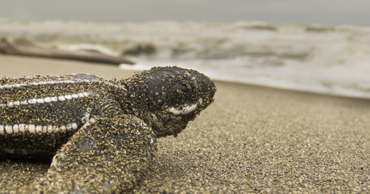 Tracking Turtles with Telemetry | University of Maryland Center for ...