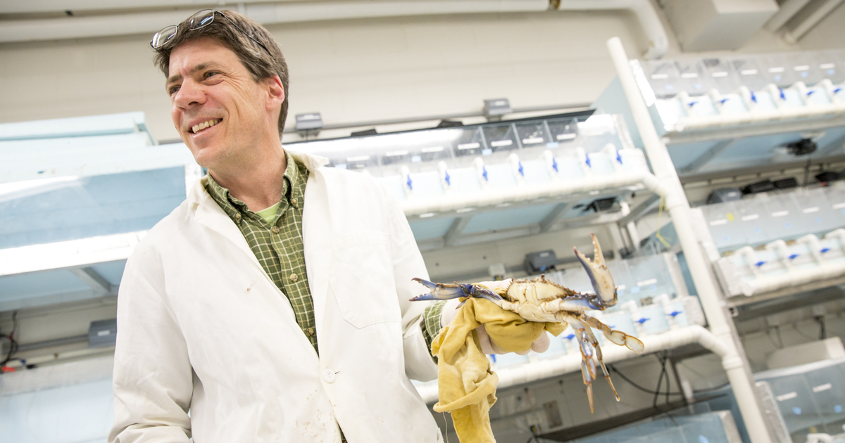 IMET, Chesapeake Bay watermen saving blue crabs from deadly virus | UMCES