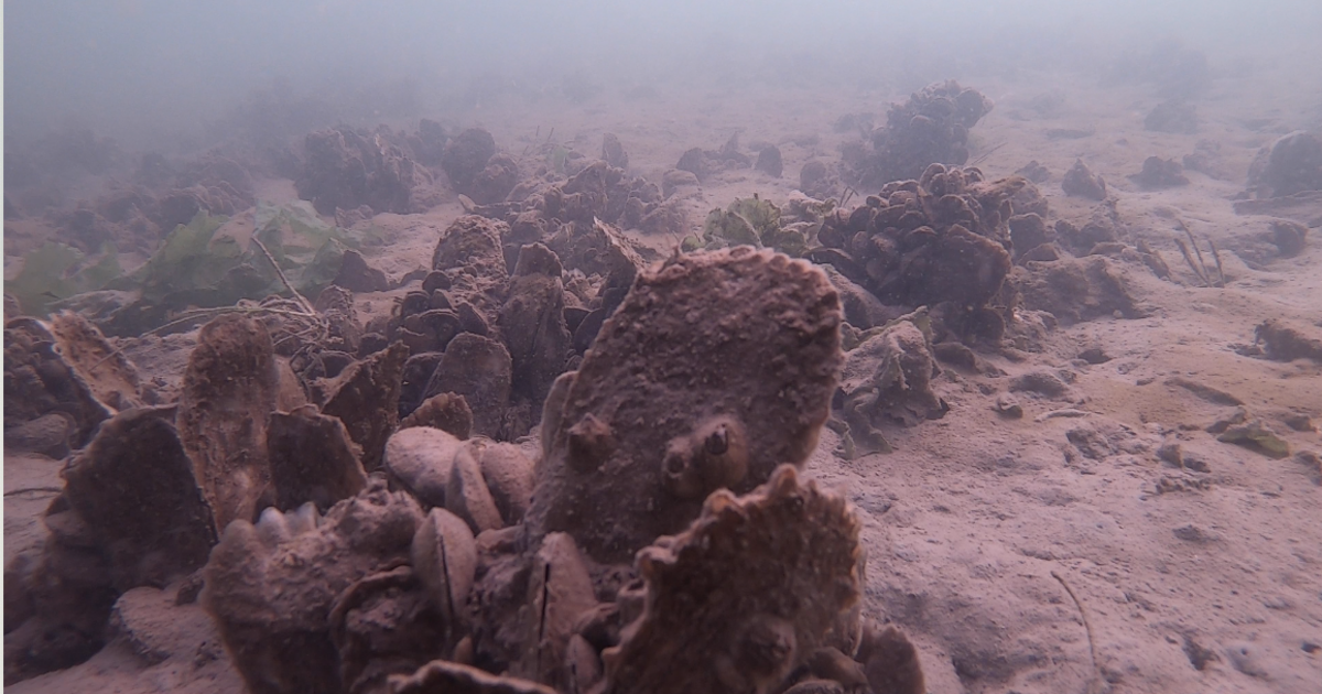 IMET Winter Series Lecture: Life below the surface and between the ...