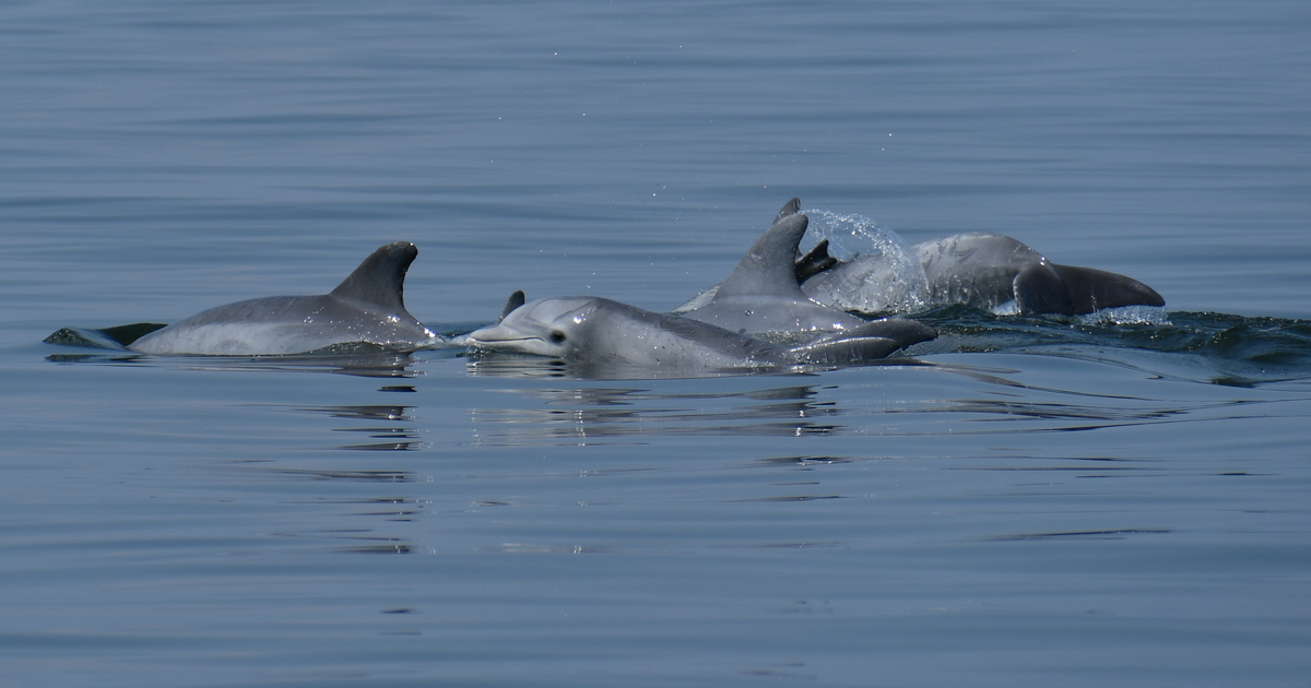 Popular dolphin tracker app is back for third year | University of ...