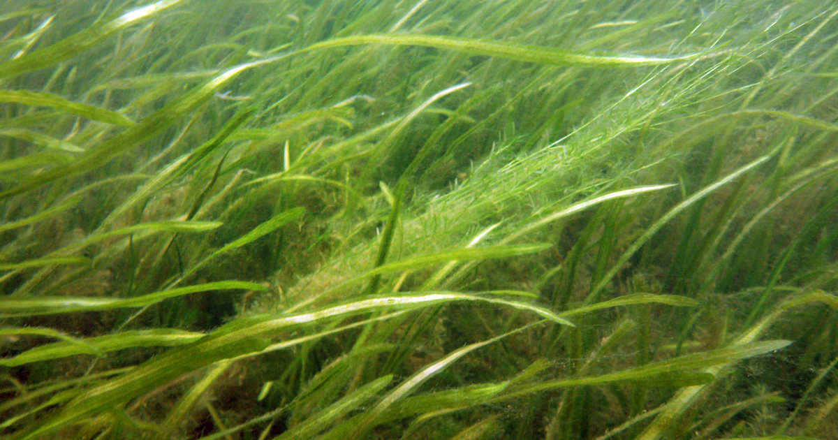 Underwater grasses help to offset acidification in the Chesapeake Bay ...