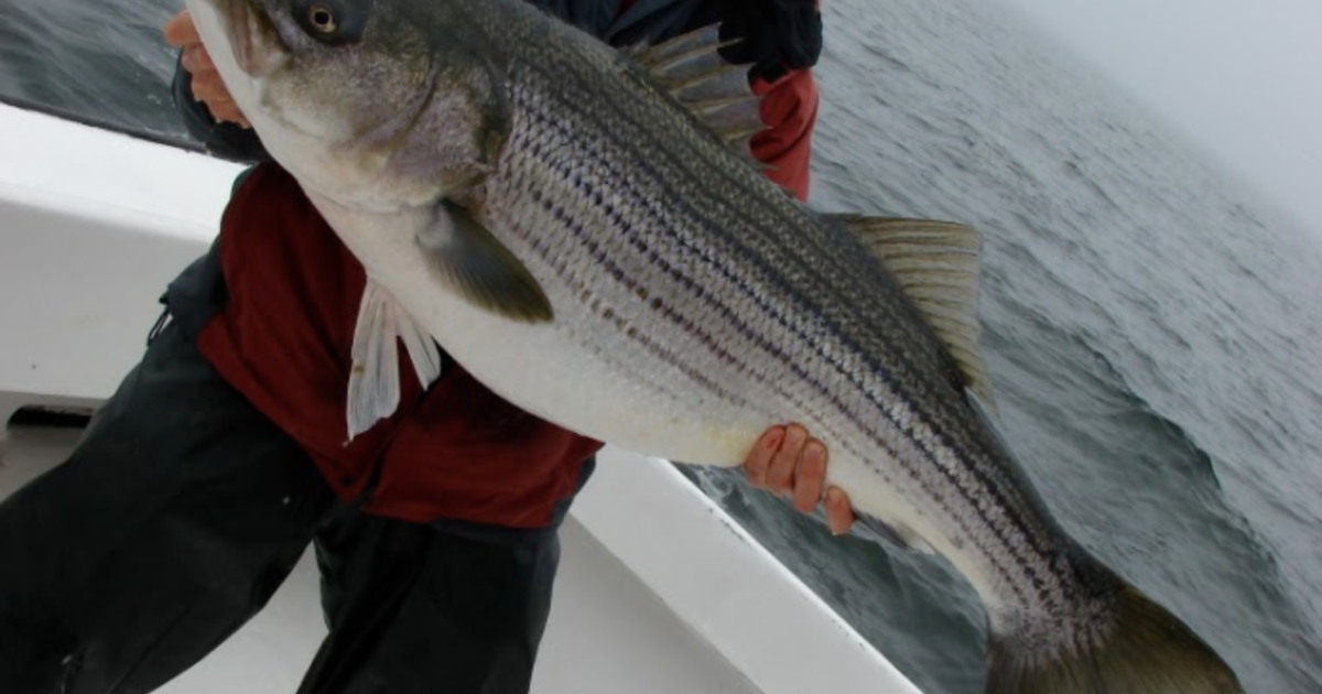 Large rockfish leave Chesapeake Bay to become ocean migrators; smaller ...