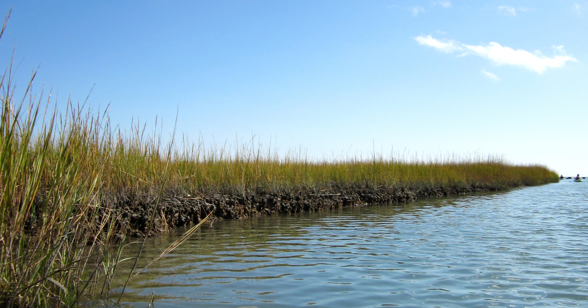 Research team to explore the role clams, salt marshes play in carbon ...