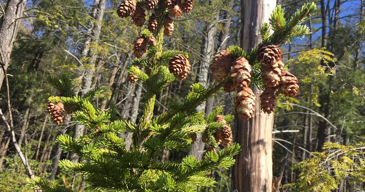 Extracting new science from ancient pollen | University of Maryland ...