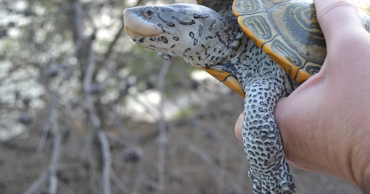 S4C Seminar - Fear for the Turtle? Climate Change and Maryland’s ...