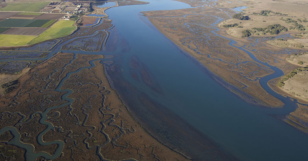 Estuaries Diagram