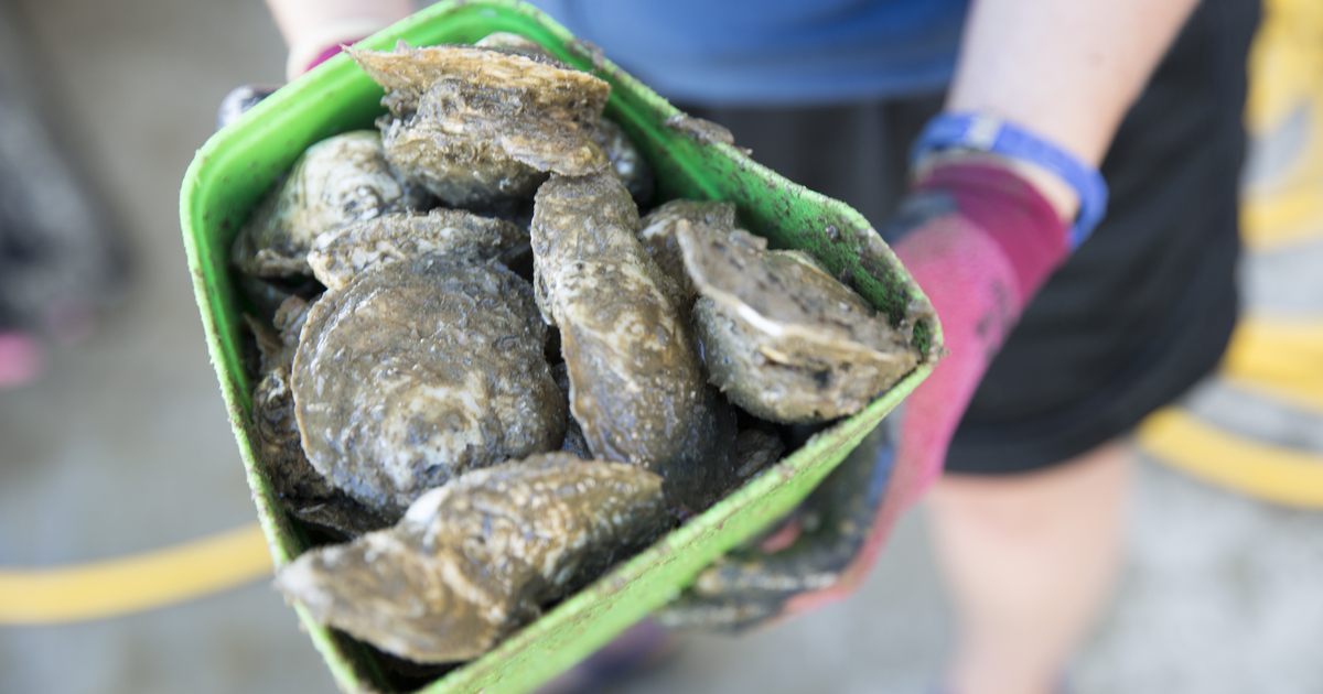Ecolabeling can benefit shellfish aquaculture | University of Maryland ...