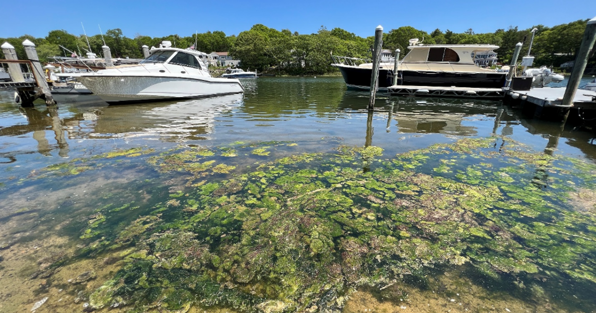 New research reveals how fast-growing Green Tides form | University of ...