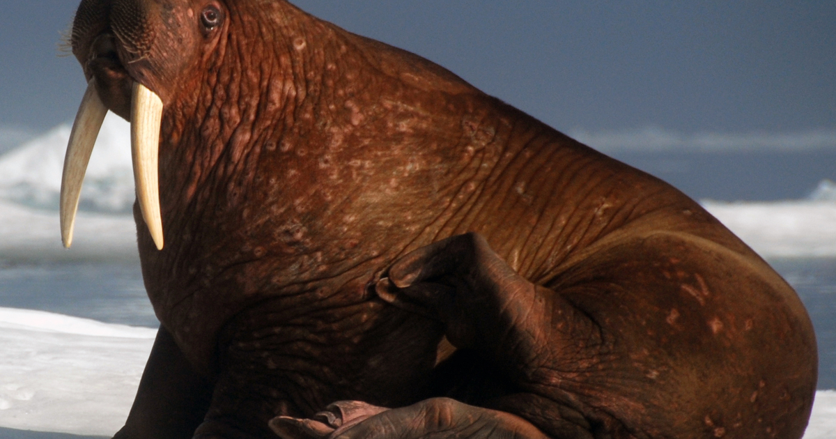 Female and young walruses depend on disappearing Arctic sea ice for ...
