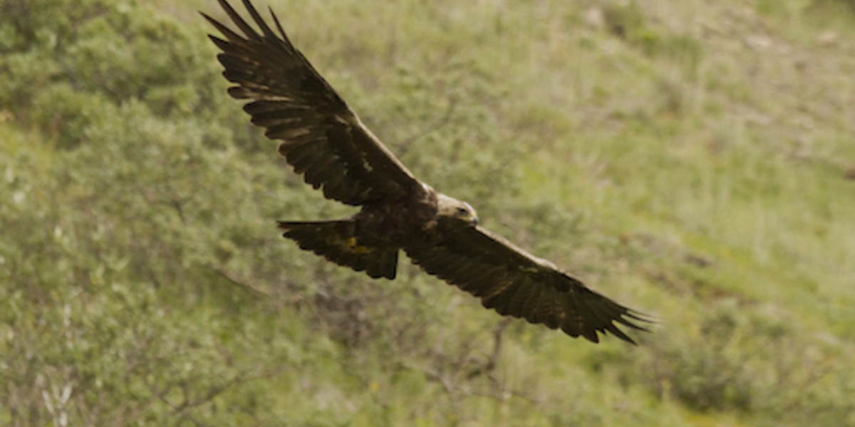 golden eagle migration time