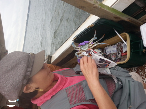 Maryland scientists crack blue crab’s genetic code | University of ...