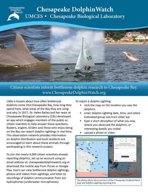 DolphinWatch | University of Maryland Center for Environmental Science