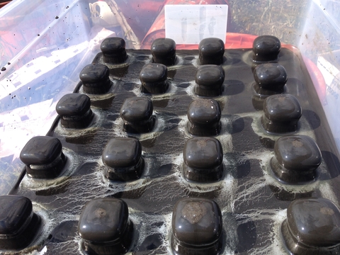 IMET graduate student-turned entrepreneur is converting algae into a ...