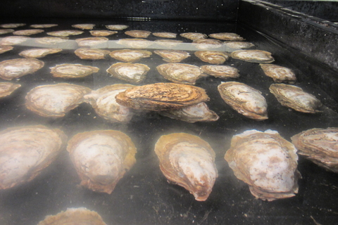 The life of an oyster: Spawning | University of Maryland Center for ...
